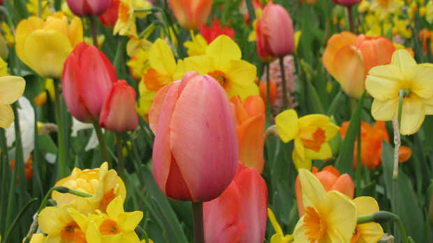 Ask an Expert - Dengarden