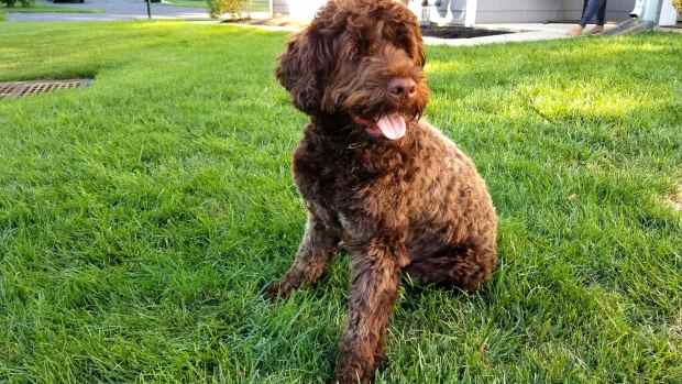 Are There Alternatives to Proin for a Dog Dribbling Urine? - PetHelpful