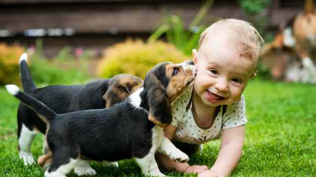 Parents Surprise Boy With His First Puppy and His Reaction Is So Sweet ...