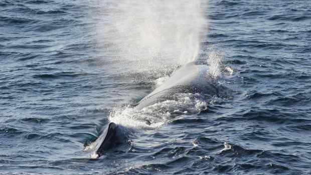The Philosophy of "Moby Dick" - Owlcation