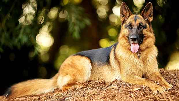 Pets and Animals - HubPages