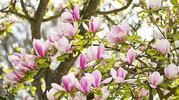 Tips and How-Tos for Planting Flower Gardens - Dengarden