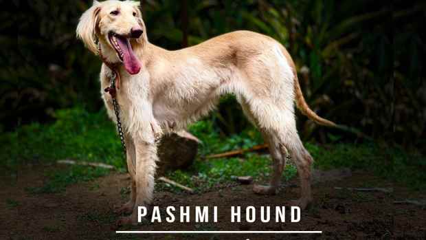 Pets and Animals - HubPages