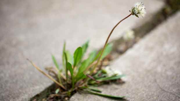 How to Kill Weeds With Vinegar or Baking Soda - Dengarden