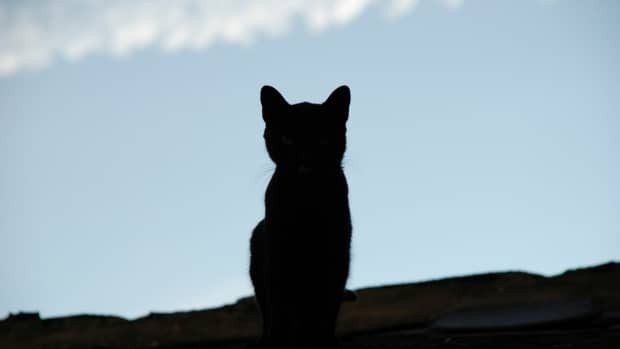 Poetry Analysis: Margaret Atwood's "This is a Photograph of Me" - Owlcation