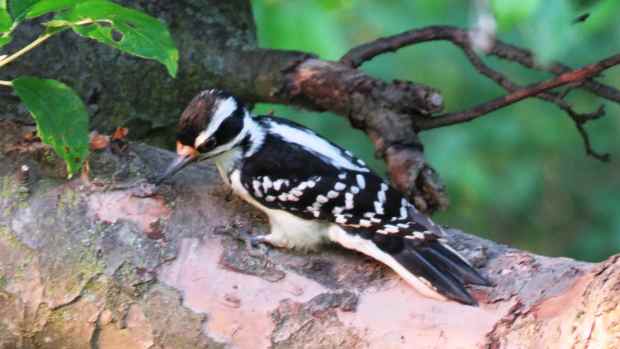 Common Types Of Backyard Birds In The Northeast Owlcation 21