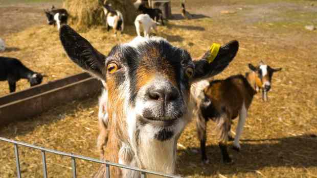 Fainting Goats: Why Do They Faint? - Owlcation