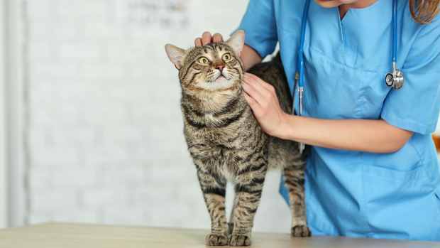 Capnography in Veterinary Anesthesia - Owlcation