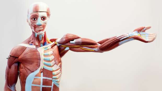 Human Muscular System: What's the Busiest Muscle in the Body? - Owlcation