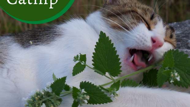 Gardening - Dengarden - Home and Garden