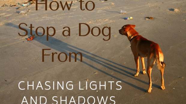 Dogs - PetHelpful - By fellow animal lovers and experts