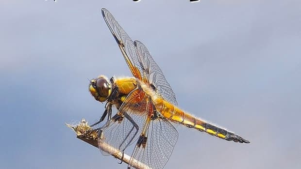 STEM - Owlcation - Education