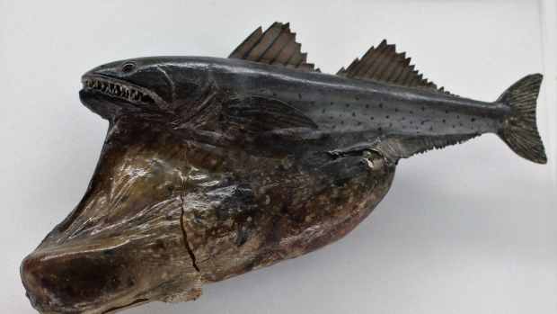 Newly-Discovered Deep Sea Fish Can Eat Prey 10 Times Its Size - HubPages
