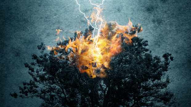 Tree Spewing Fire From the Inside Cut Down By Firefighters - HubPages