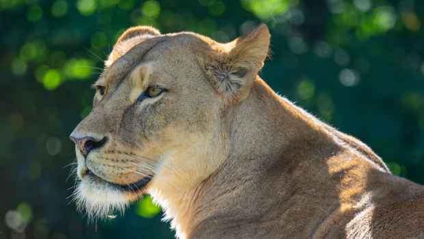 Phantom Lion In Germany Can’t be Found and Authorities are Blaming a ...