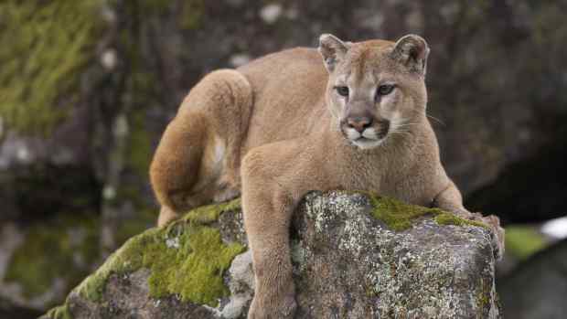 Watch: Mountain Lion Tackles a Trail Camera in Montana - WanderWisdom News
