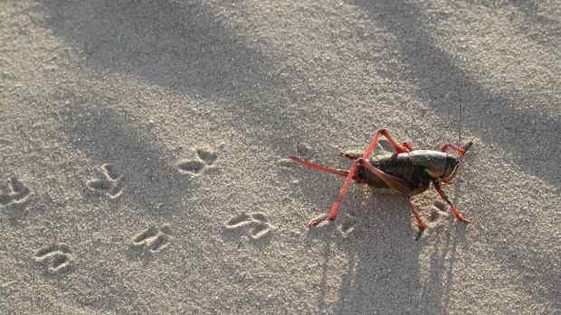 Millions of Crickets Invade Nevada Town Like Something Out of a Horror ...