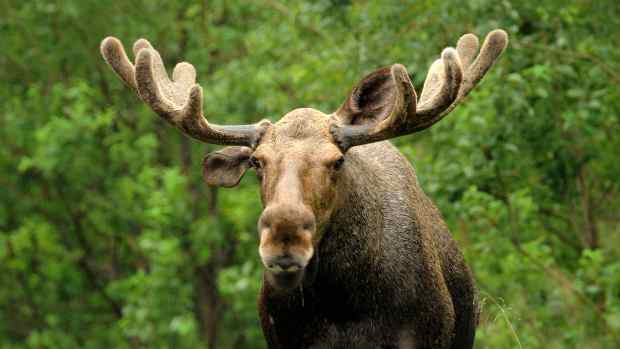 Rare Footage of Moose Galloping at Full Speed Is Truly Incredible ...