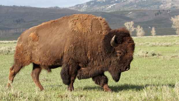 Bison Totally Runs Tourists Right off the Road at Yellowstone ...