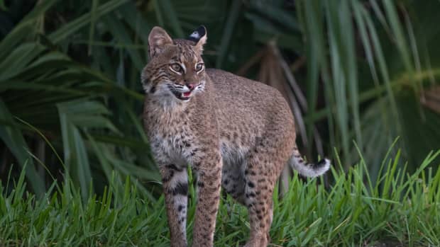 Watch: Baby Alligator and Bobcat Duke It Out in Orlando Backyard ...