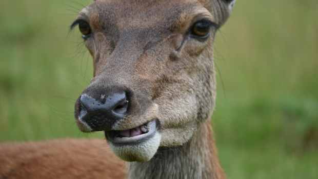 Carnivorous Deer Might Be the Monster Behind Appalachian Warnings ...