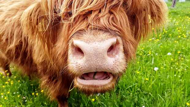 Beautiful Airbnb in British Columbia Comes with Adorable Highland Cows ...