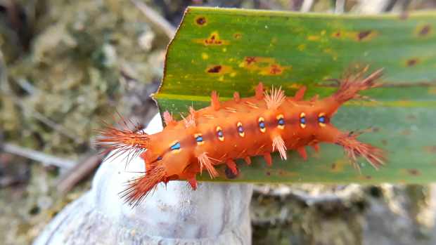 ‘Alien Slug’Theory About Strange ‘Discovered’ Creature Very Convincing ...