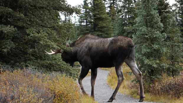 Unknown Creature Stalks Moose In Canada - HubPages