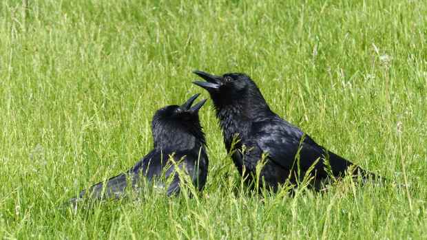 Bird Expert Explains Why Crows Strike Such Strange Poses - HubPages