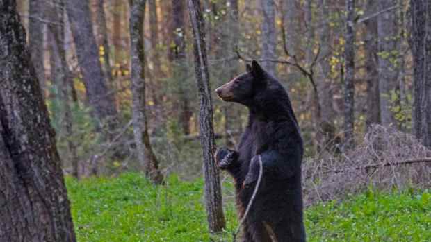 Bipedal Bears Don’t Look Like Bigfoot But They Sure Are Cute - HubPages