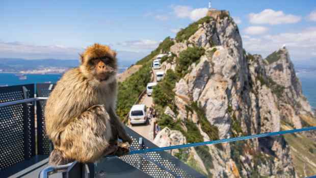 Video of Monkeys Attacking Woman in Gibraltar Is So Unsettling ...