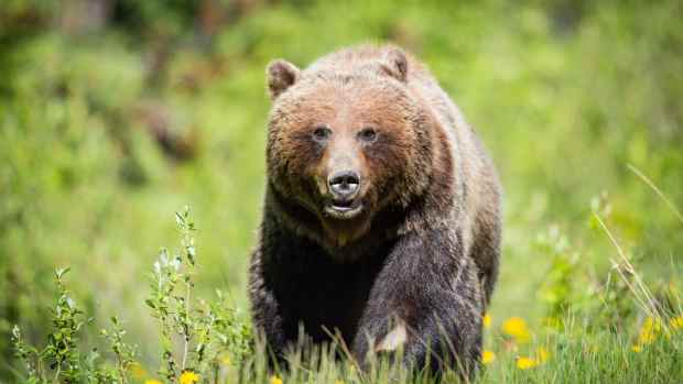 Bear Attack in Banff National Park Ends With Devastating Outcome ...