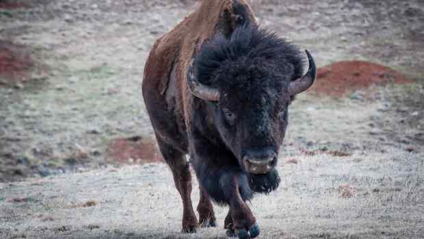 Tourist Has a Shocking Close Call with an Aggressive Bison at ...