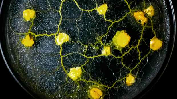 This Slime Mold Can Plan Entire Cities More Efficiently Than Humans ...