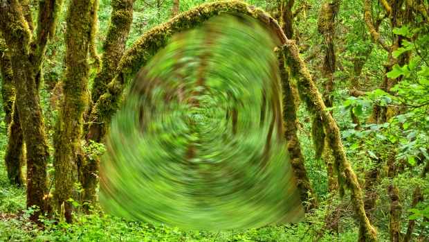 Forest Explorer Stumbles Upon What She Believes Is a Very ‘Obvious’ Fae ...