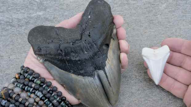 Megalodon Tooth Discovered Among Sunken Remains of the Titanic - HubPages