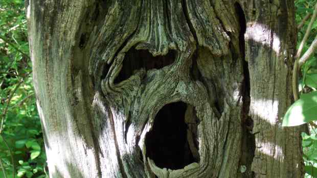 This Real Appalachian Mimic Might Be Responsible For Cryptid Noises ...