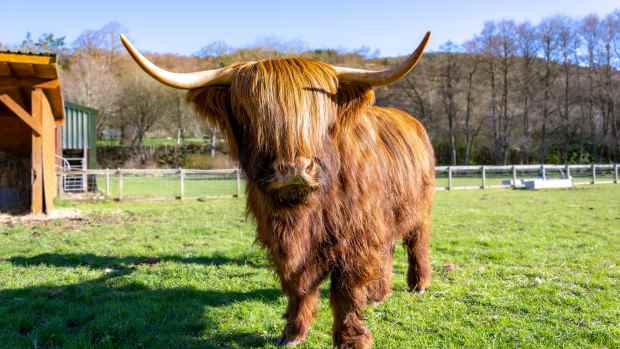 Dreamy B&B in Scotland Lets Guests Enjoy Afternoon Tea With Highland ...