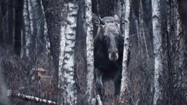 Watch: Snowmobiler Forced to Jump Out of the Way of Charging Moose ...
