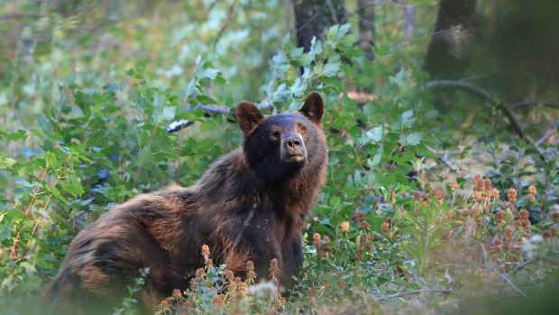 Scared Campers in Montana Begin To Panic as Bear Paces Outside Their ...