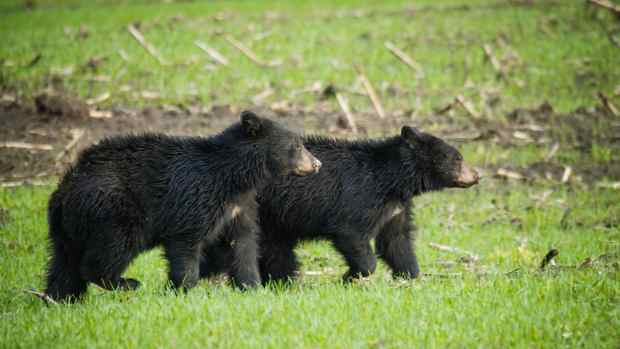 Woman Films Two Black Bears Hanging Out Together in Her SoCal ...