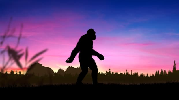 Possible Bigfoot Tooth Claims DNA Results - HubPages