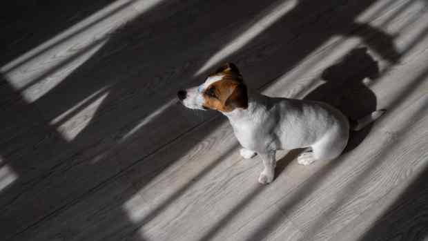 Dog Chases Shadow Person Down Hall - HubPages