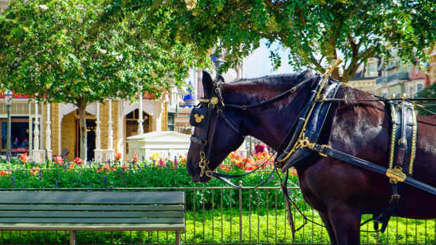 Disney World Welcomes New Shetland Pony with the Most Fitting Name ...
