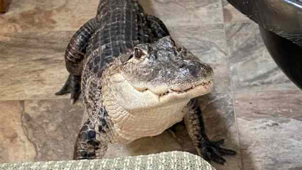 Video of Woman's Unexpected Encounter With Grizzly Bear at a Remote ...