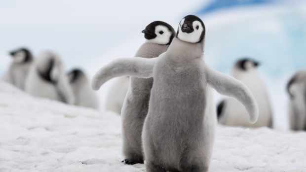 Viral Footage of Baby Penguins Diving Off Cliff in Antarctica Is Truly ...