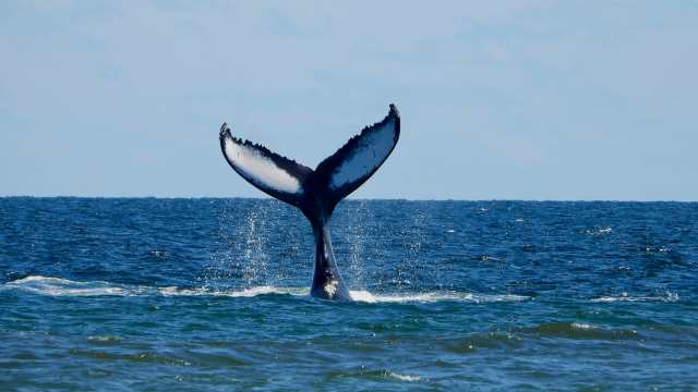 Jawdropping Drone Footage Reveals Humpback Whales Making a Fibonacci ...