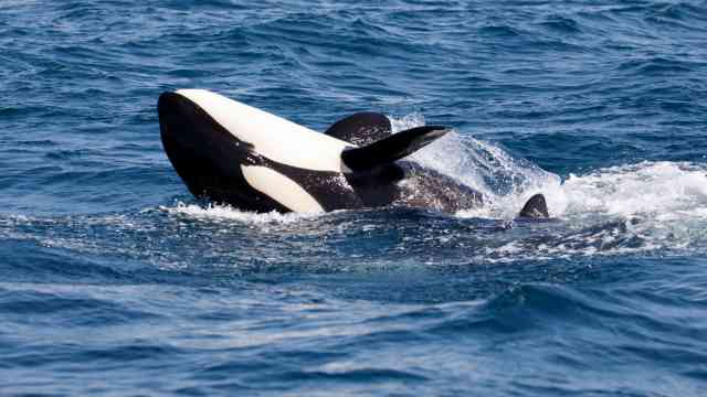 Pod of Orcas Sinks Boat off Coast of Morocco & People Are Rooting for ...