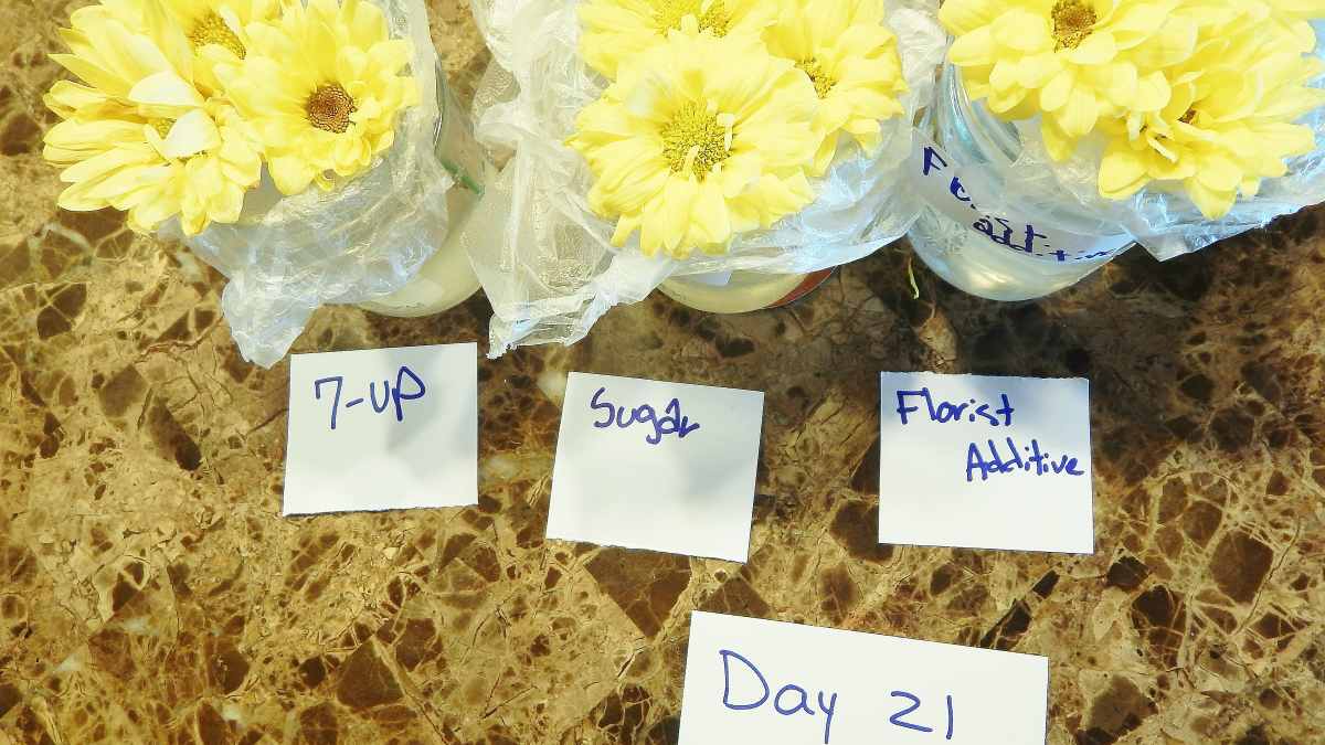 Flower Science Fair Project Ideas | Best Flower Site