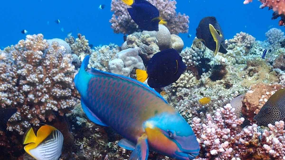 Beautiful Ocean Animals 10 Of The Most Beautiful Sea Creatures In The
